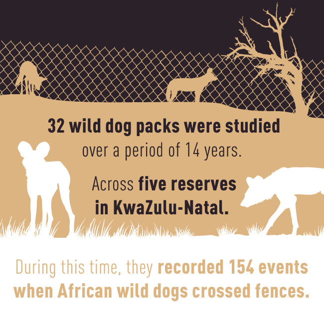 Science Snippets: Why did the Wild Dog cross the fence? | Endangered ...