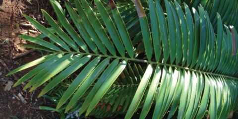 Cycads | Endangered Wildlife Trust