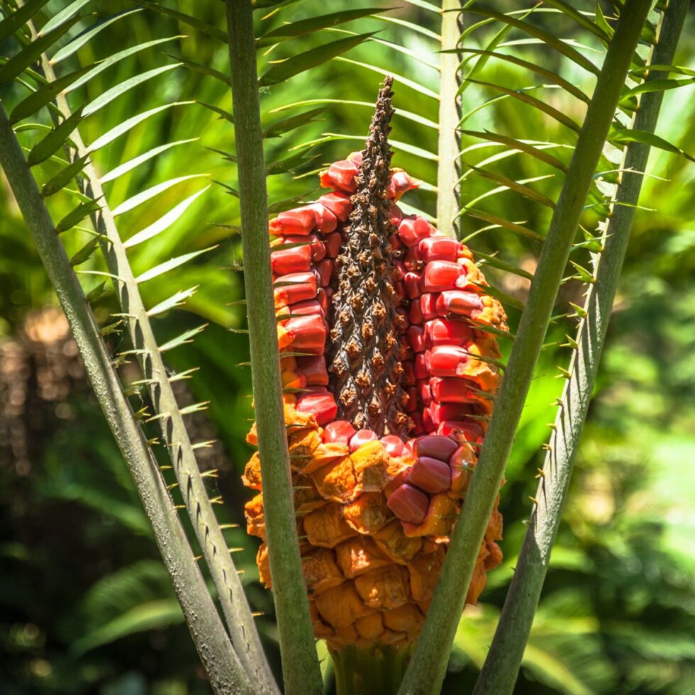 Cycads | Endangered Wildlife Trust