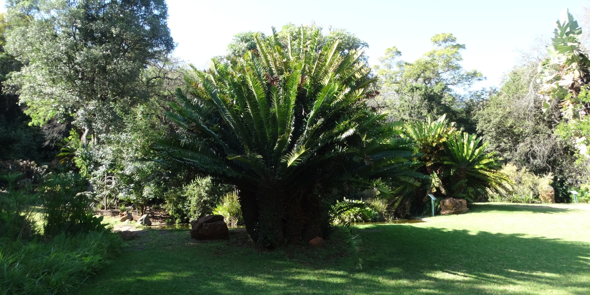 Cycads | Endangered Wildlife Trust