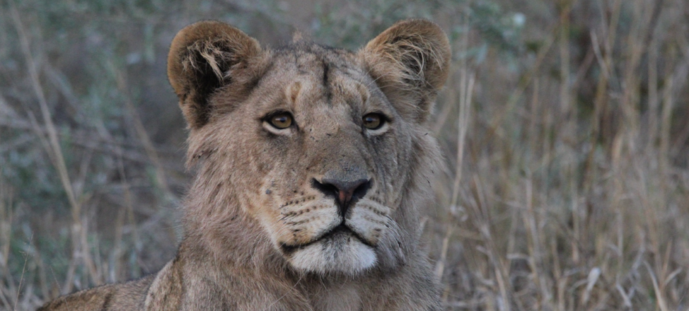 The Quiet Rise of Trade-Driven Poaching of Africa’s Lions | Endangered ...