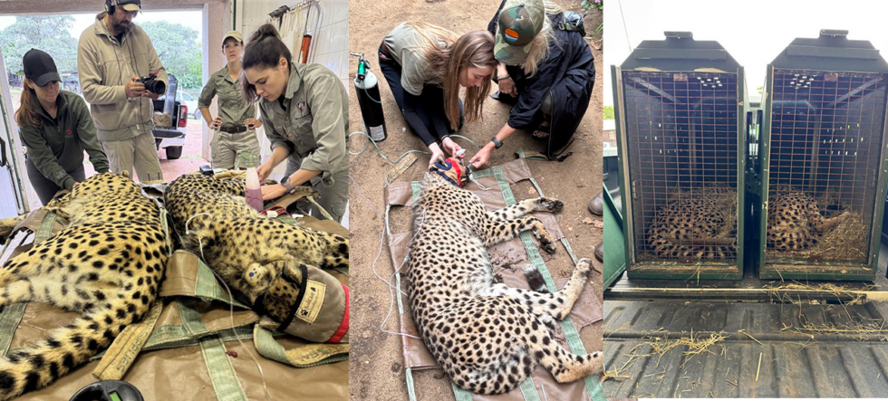 Cross-border collaboration supports the rewilding of orphaned cheetahs ...